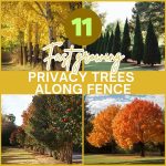 Top 11 Fast Growing Privacy Trees Along Fence