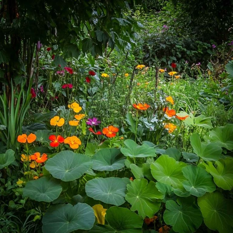 10 Easy to Grow Flowers from Seeds for a Gorgeous Garden