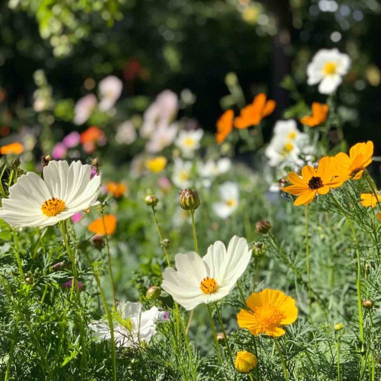 21 Annual Flowers That Reseed Themselves (No Replanting Needed!)