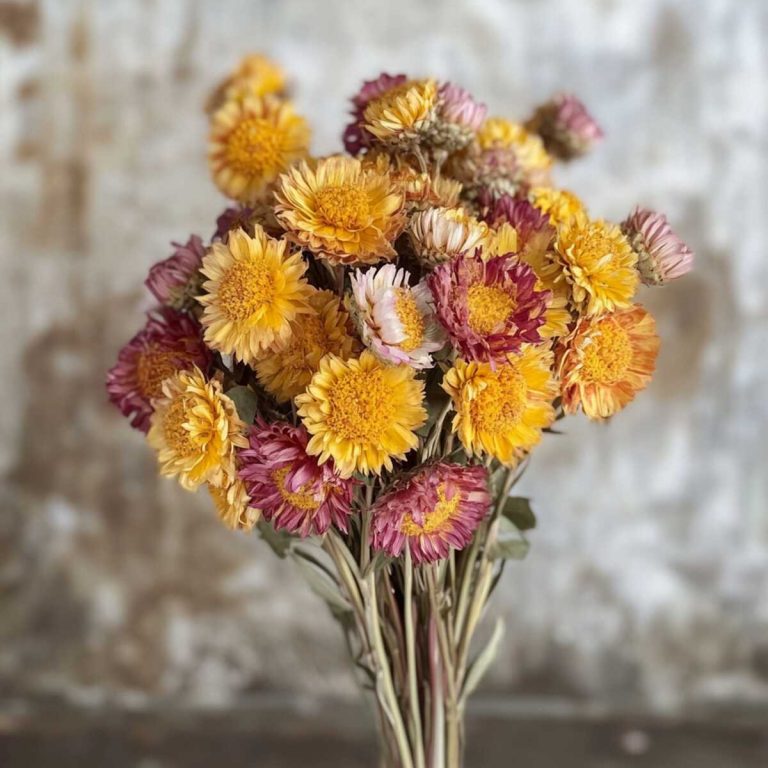 20 Uncommon (But Beautiful) Flowers for Drying & Arrangements