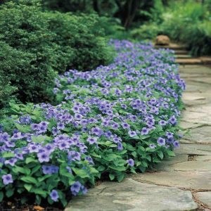 23 Best Low Growing Perennials for Ground Cover