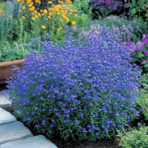 23 Best Low Growing Perennials for Ground Cover