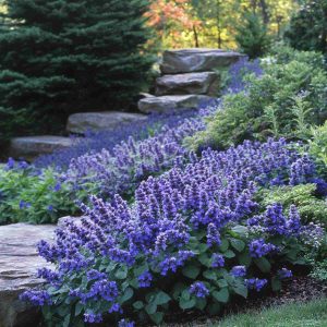 23 Best Low Growing Perennials for Ground Cover