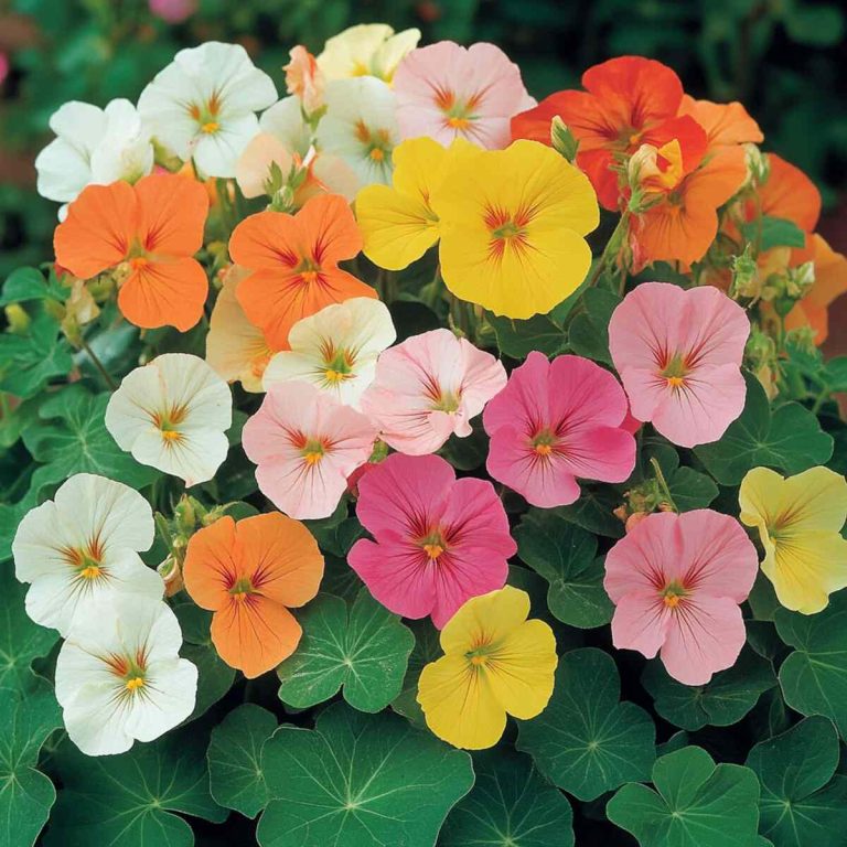 21 Annual Flowers That Reseed Themselves (No Replanting Needed!)