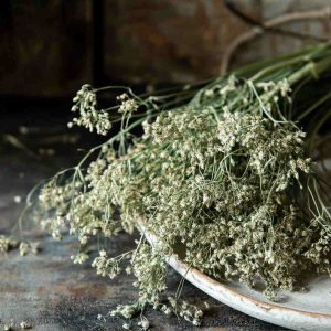 20 Uncommon (But Beautiful) Flowers for Drying & Arrangements