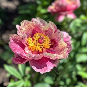 25 Gorgeous Peony Varieties to Brighten Your Garden