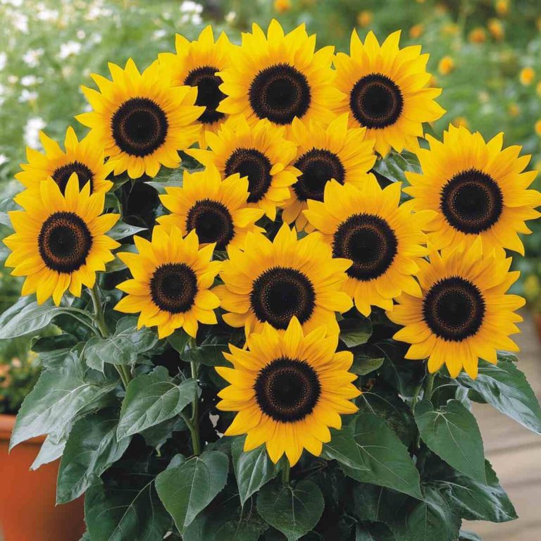 21 Annual Flowers That Reseed Themselves (No Replanting Needed!)