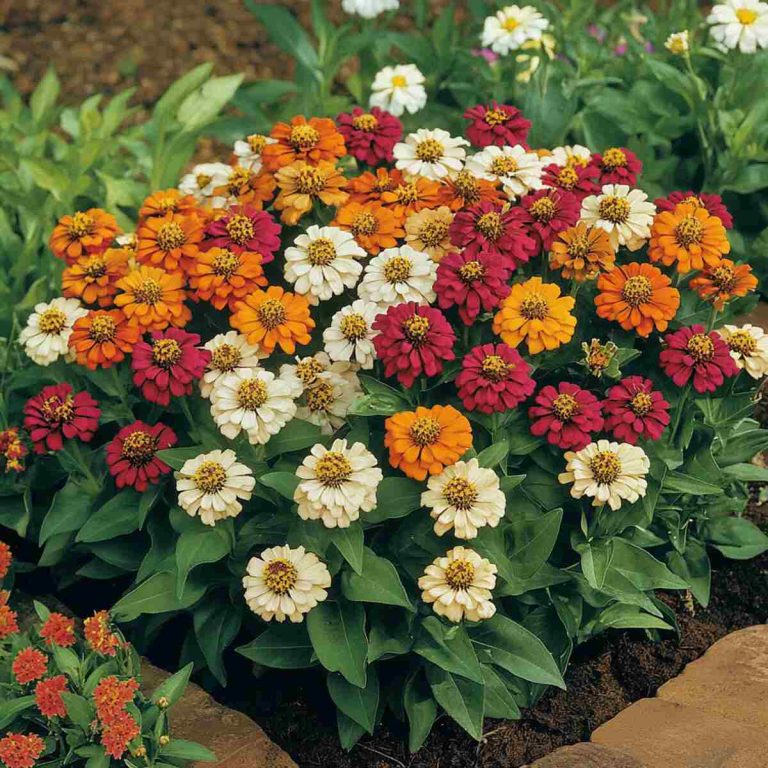 21 Annual Flowers That Reseed Themselves (No Replanting Needed!)