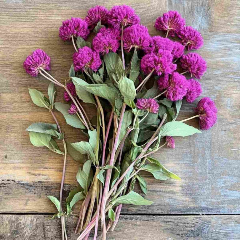 20 Uncommon (But Beautiful) Flowers for Drying & Arrangements