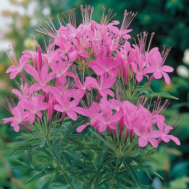 21 Annual Flowers That Reseed Themselves (No Replanting Needed!)