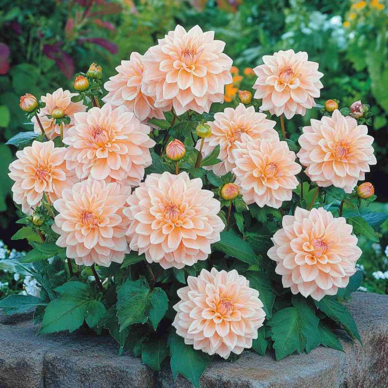 11 Dahlias Varieties to Grow for Bold Garden Color