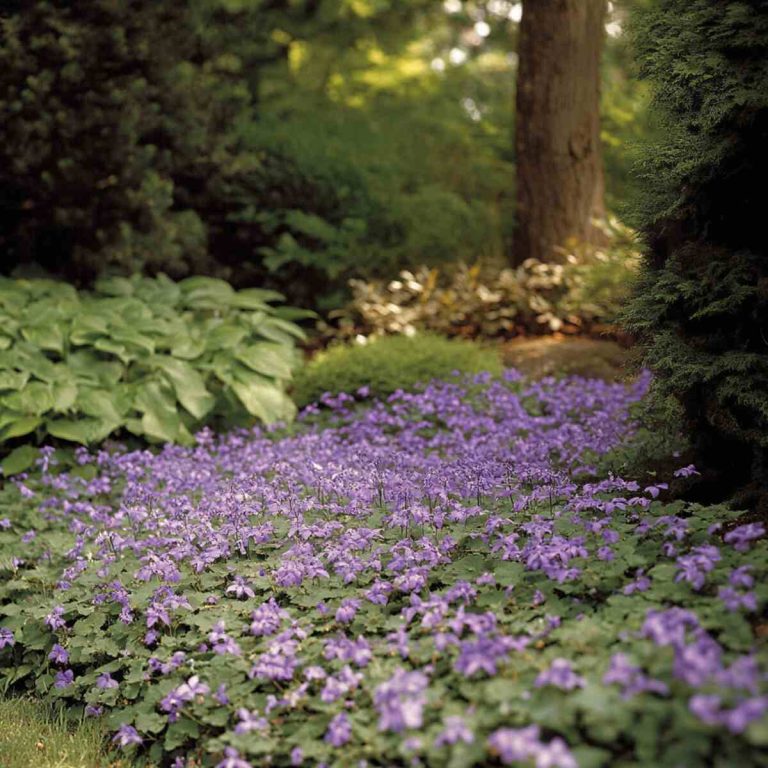 23 Best Low Growing Perennials for Ground Cover