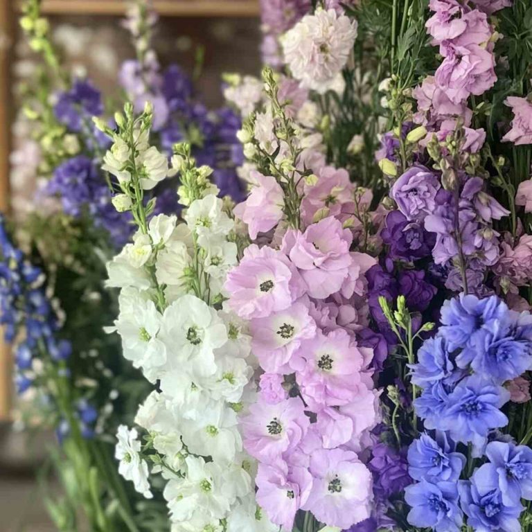 21 Annual Flowers That Reseed Themselves (No Replanting Needed!)