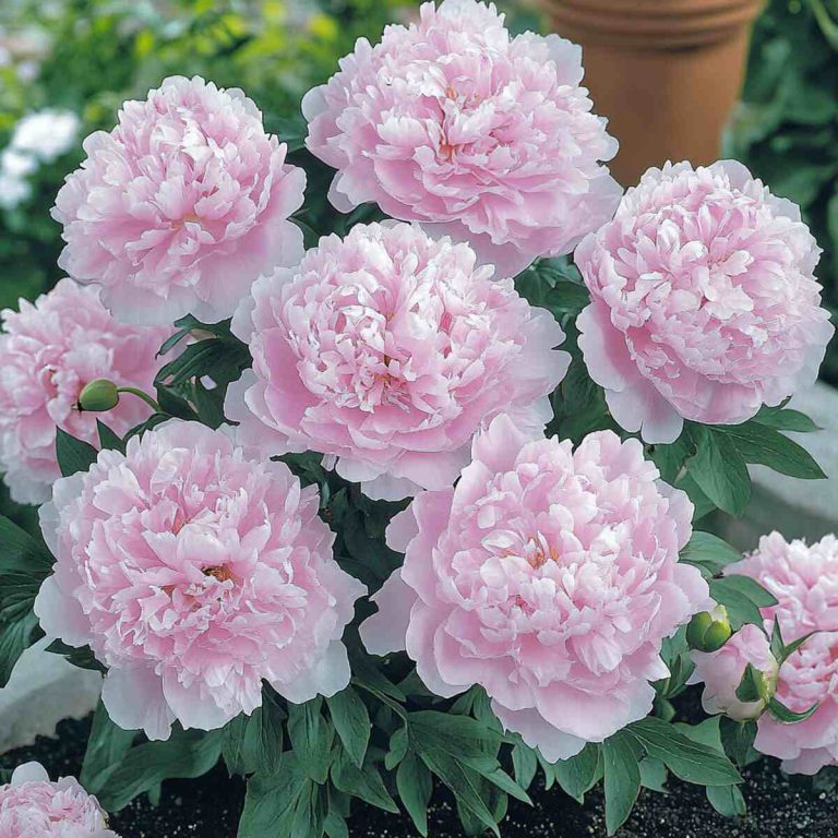 25 Gorgeous Peony Varieties to Brighten Your Garden