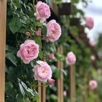 10 Easy Cottage Garden Ideas to Add Charm and Character to Your Home