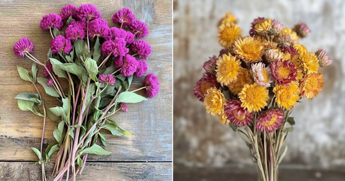 20 Uncommon (But Beautiful) Flowers for Drying & Arrangements