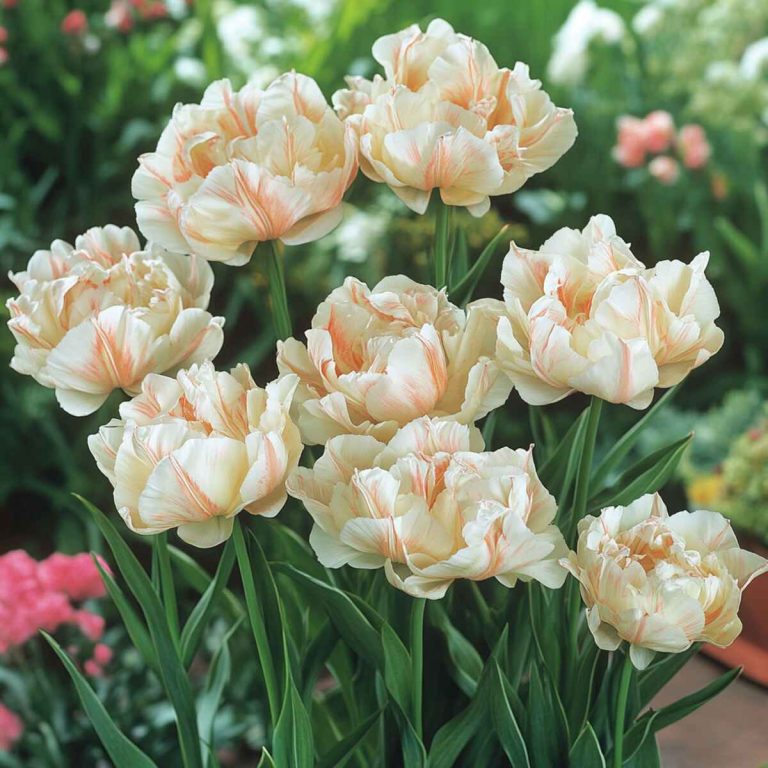Top 15 Tulip Varieties Every Gardener Should Know