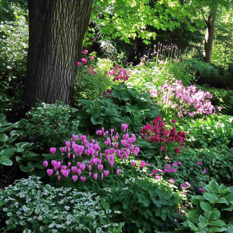 20 Lush Shade Garden Ideas Under Trees - Bloomy Heaven