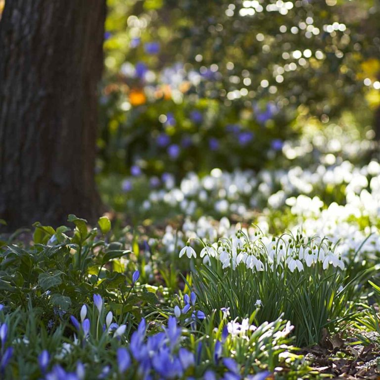 20 Lush Shade Garden Ideas Under Trees - Bloomy Heaven
