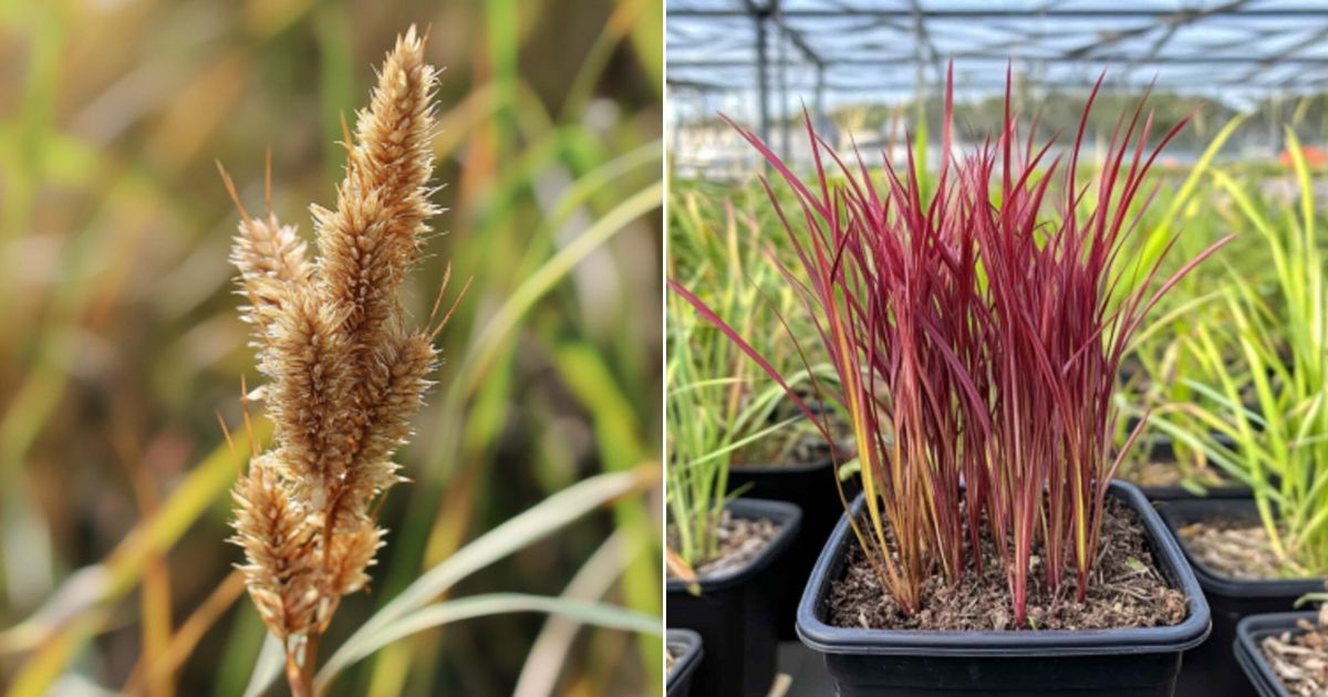 23 Stunning Ornamental Grasses for Shade