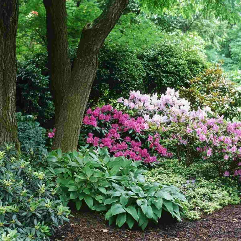 20 Lush Shade Garden Ideas Under Trees - Bloomy Heaven