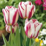 Top 15 Tulip Varieties Every Gardener Should Know