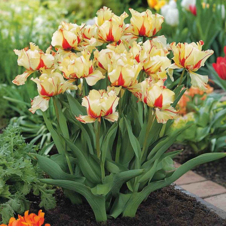 Top 15 Tulip Varieties Every Gardener Should Know