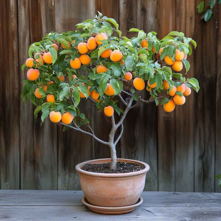 10 Stunning Potted Fruit Tree Ideas for Small Spaces