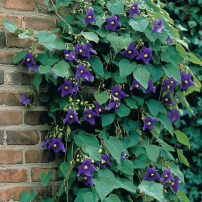 25 Top Flowering Vines to Grow for a Vibrant, Colorful Garden