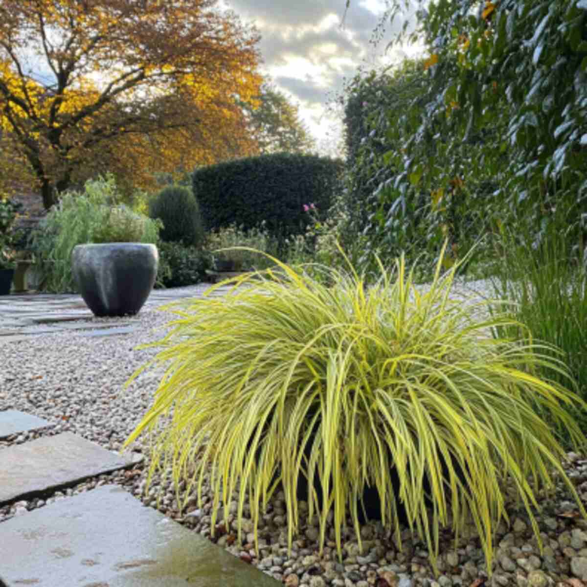 23 Stunning Ornamental Grasses for Shade
