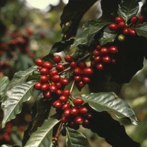 23 Tropical Plants to Grow for a Beautiful and Productive Garden