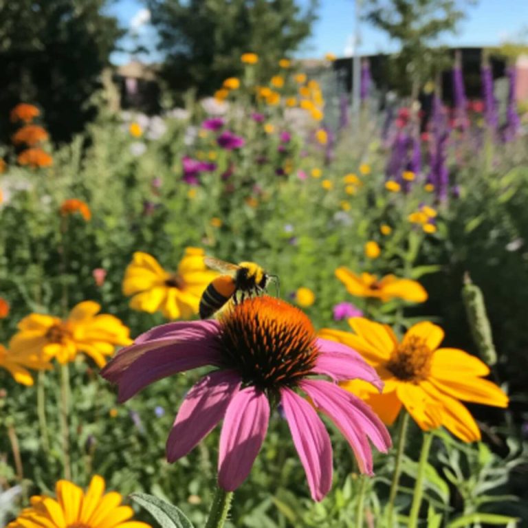 23 Creative Pollinator Garden Ideas to Boost Your Backyard