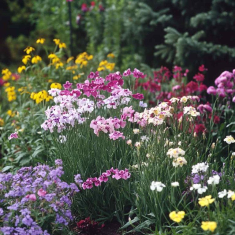 20 Colorful Annuals to Plant for Nonstop Blooms