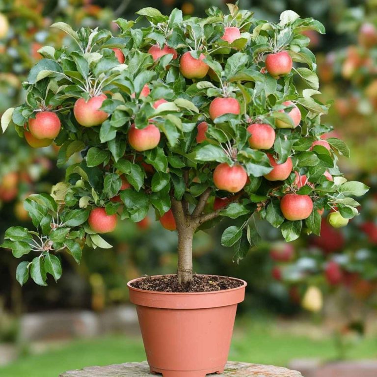 10 Stunning Potted Fruit Tree Ideas for Small Spaces