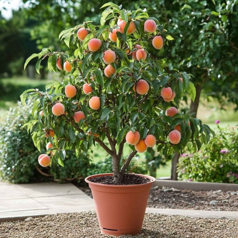 10 Stunning Potted Fruit Tree Ideas for Small Spaces