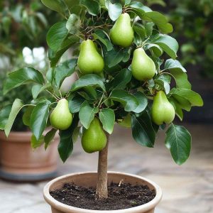 10 Stunning Potted Fruit Tree Ideas for Small Spaces