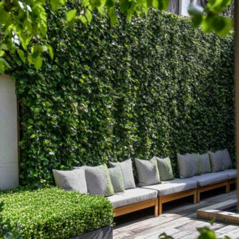 20 Privacy Plant Ideas to Block Neighbors and Boost Your Curb Appeal