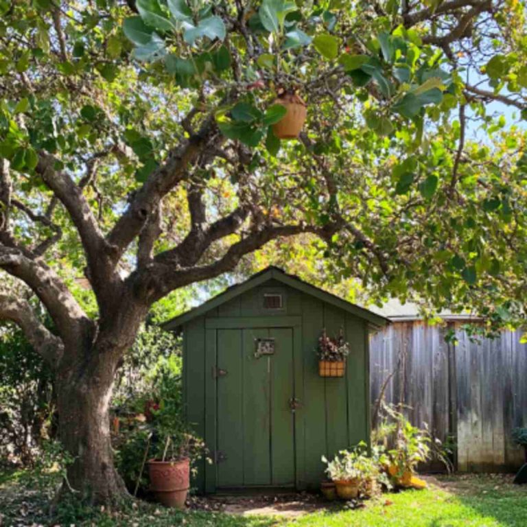 20 Easy and Creative Backyard Orchard Ideas for Fruit Lovers