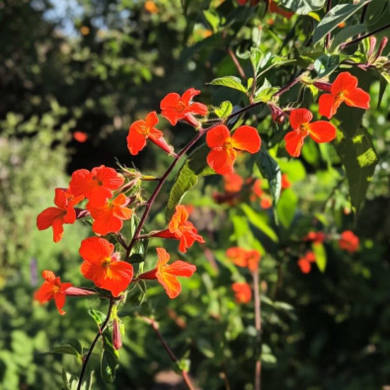25 Top Flowering Vines to Grow for a Vibrant, Colorful Garden