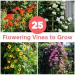 25 Top Flowering Vines to Grow for a Vibrant, Colorful Garden