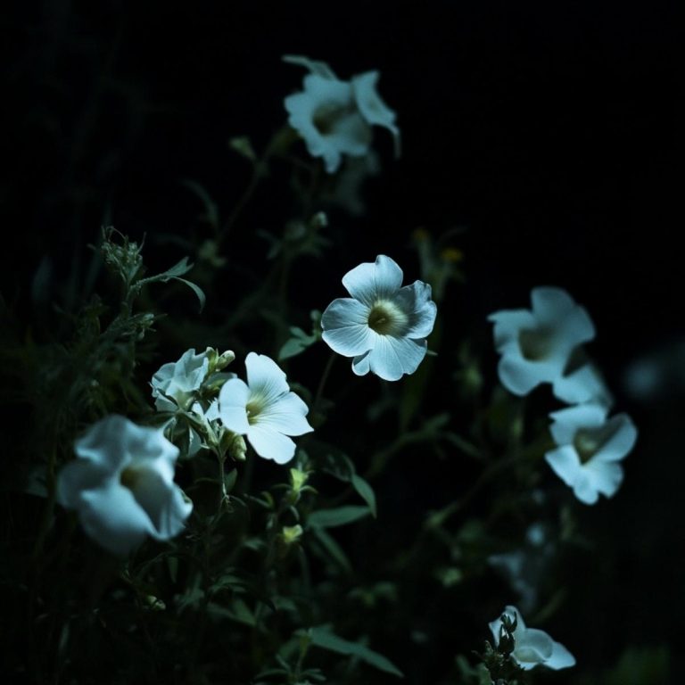 10 Stunning Night Blooming Flowers to Transform Your Garden After Sunset