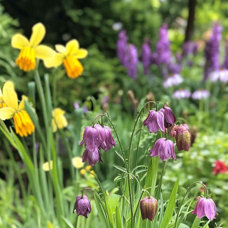 12 Easy Spring Bulb Garden Ideas for a Vibrant Garden