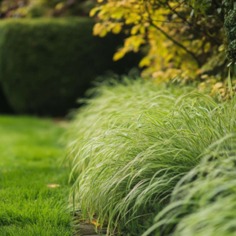 23 Stunning Ornamental Grasses for Shade