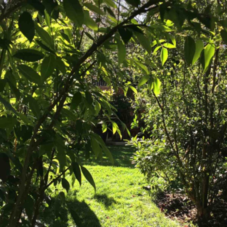 20 Privacy Plant Ideas to Block Neighbors and Boost Your Curb Appeal