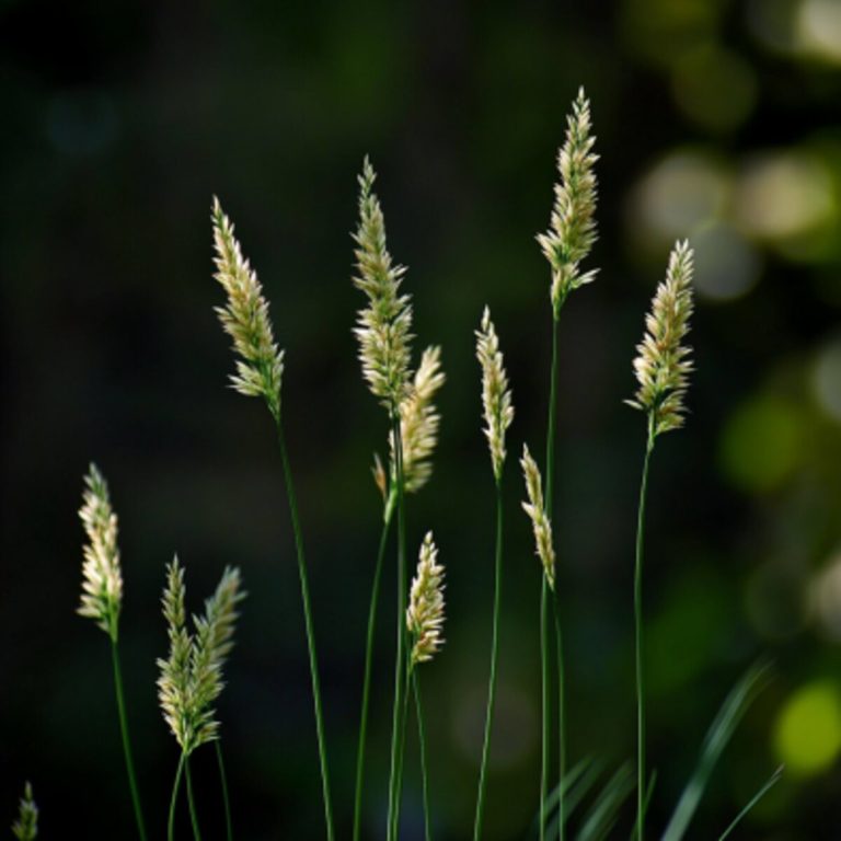 23 Stunning Ornamental Grasses for Shade