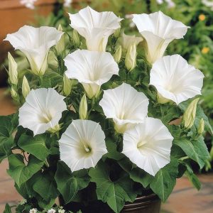 10 Stunning Night Blooming Flowers to Transform Your Garden After Sunset