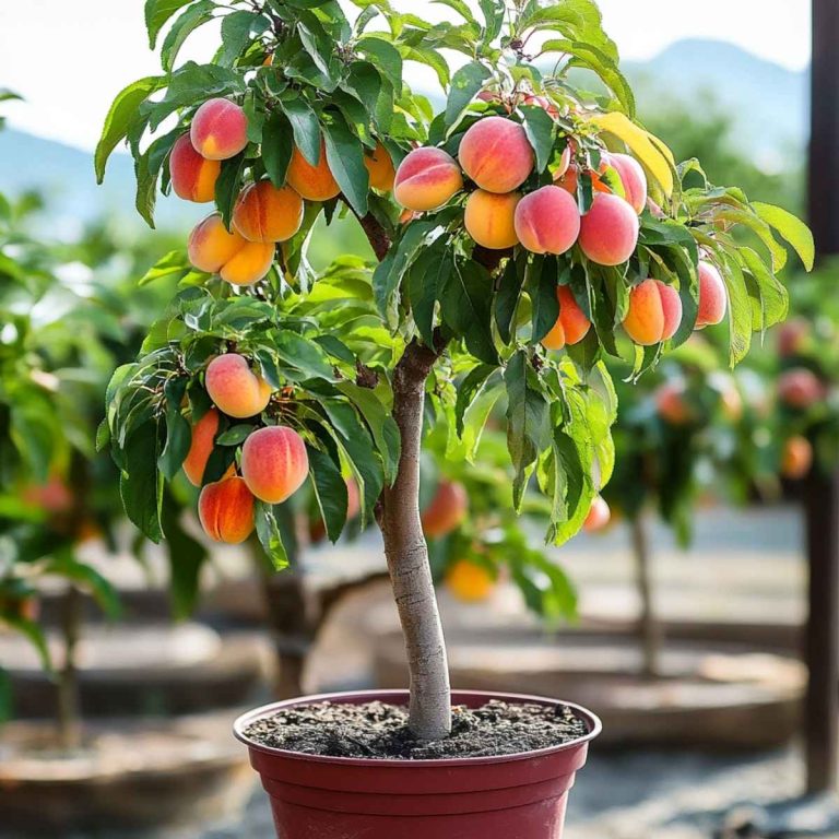 10 Stunning Potted Fruit Tree Ideas for Small Spaces