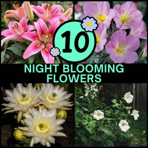 10 Stunning Night Blooming Flowers to Transform Your Garden After Sunset