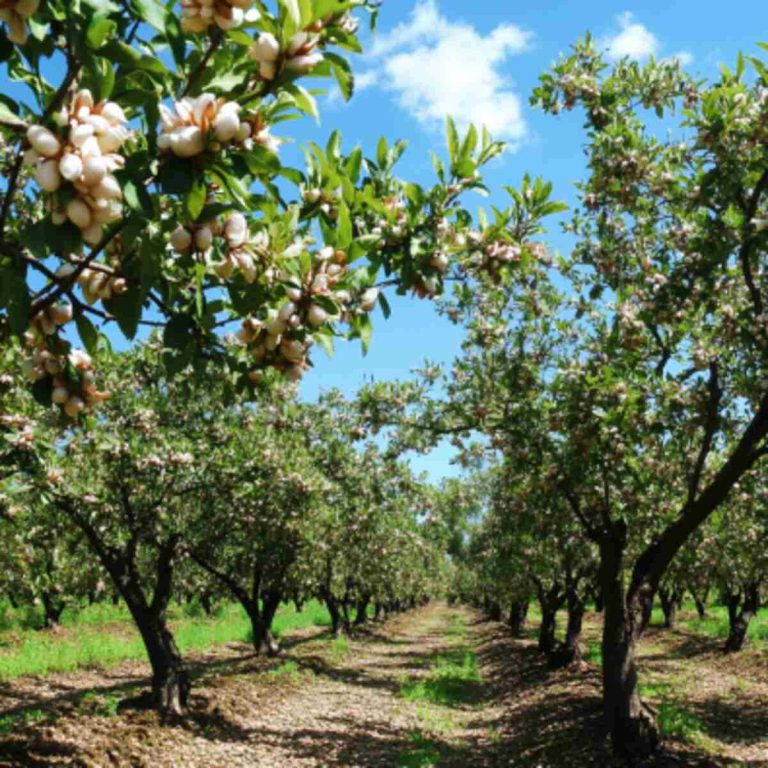 20 Easy and Creative Backyard Orchard Ideas for Fruit Lovers