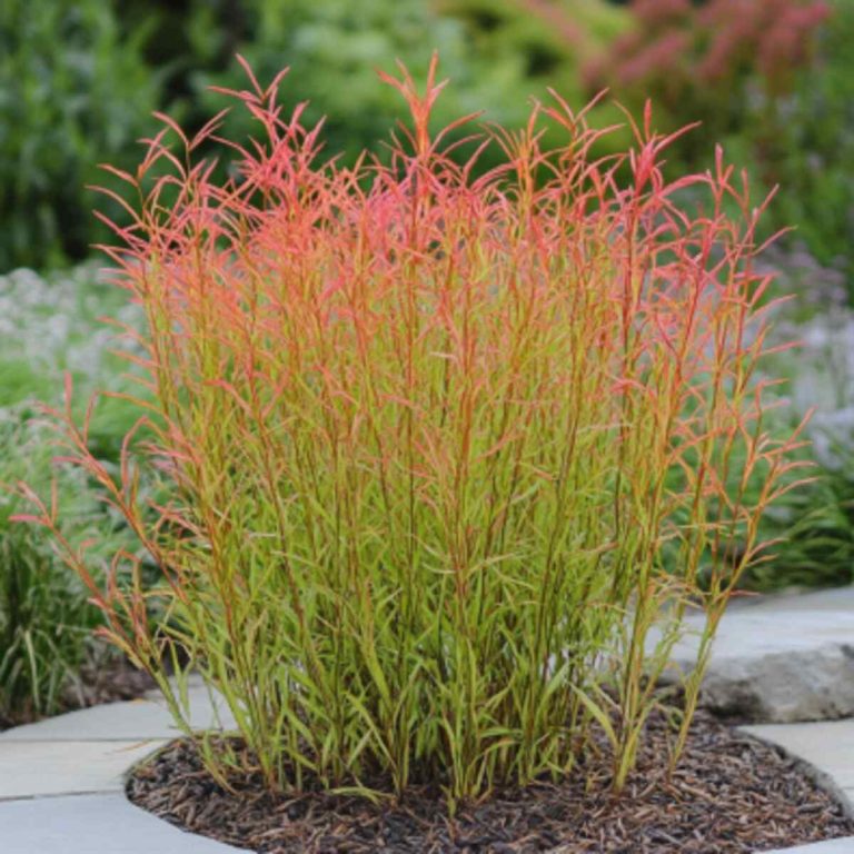 23 Stunning Ornamental Grasses for Shade